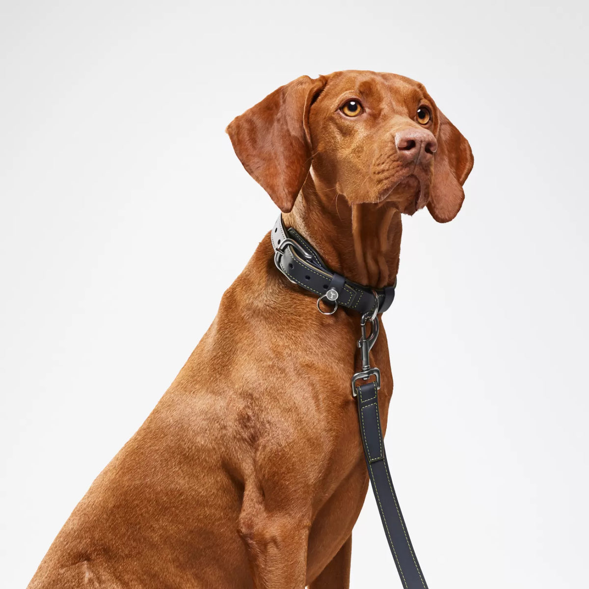 Rolls-Royce - Dog Collar and Lead – Grand Touring Automobiles